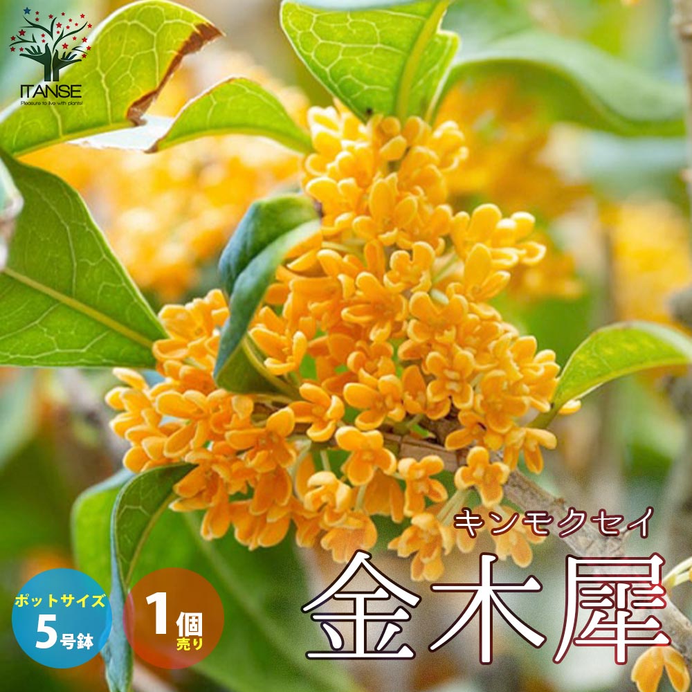 ※ご自宅等で育てて頂くための苗木として販売しております。秋に出荷する苗も花芽が付いておらず翌年以降の開花見込み株も出荷いたします。 花芽付き、今年開花株のご指定は承れません。あらかじめご了承をお願い致します。 キンモクセイはジンチョウゲ、ク...