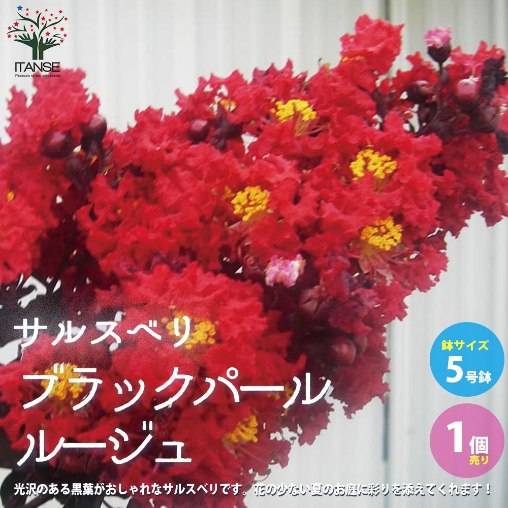 【PVP登録品種：第5862240号】 サルスベリは、猿も滑り落ちてしまうくらいの、ツルツルとした幹が名前の由来です。 中国南部を原産とし、春に伸びた枝の先端に、夏から秋の長期間花を咲かせます。 必要以上に巨大化しないことから、公園などにも...