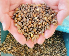 ＜商品詳細＞ はとむぎ　原穀・無選別　1kg 岩手県奥州市衣川で採れたはとむぎ100％。 様々な用途にご利用いただけます。業務用の販売も受け付けておりますので、お問い合わせください。 複数ご注文の場合、送料は配送のご案内に記載されている送料...