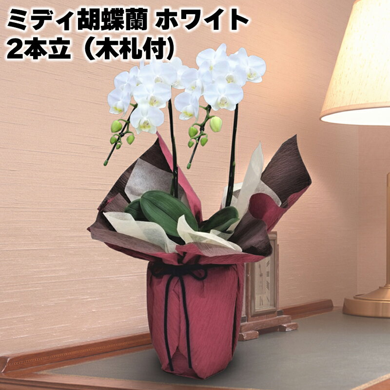 コンパクトなサイズのミディ胡蝶蘭で置き場所を選ぶことなくお飾りいただけます。【商品提供者コメント】 ●商品名／ミディ胡蝶蘭（ホワイト）2本立（木札付） ●商品内容／サイズ（約）＝高さ45cm　鉢／直径12cm（4号鉢）　 ●リボン・ラッピン...