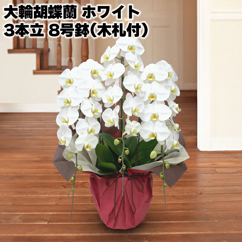 美しいだけでなく迫力、ボリューム感のある胡蝶蘭をお祝いのギフトとして。【商品提供者コメント】 ●商品名／大輪胡蝶蘭（ホワイト）3本立　8号鉢（木札付） ●商品内容／大輪36輪3本立　サイズ（約）＝高さ80cm　鉢／直径24cm（8号鉢）　 ...