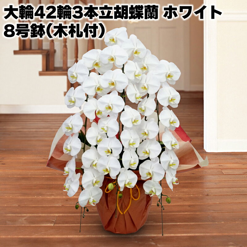 大輪の純白な花姿は、しとやかながらも凛とした佇まいで、お祝いごとや、お誕生日などの贈り物におすすめです。【商品提供者コメント】 ●商品内容／大輪42輪3本立　サイズ（約）＝高さ85cm　鉢／直径24cm（8号鉢）　 ●リボン・ラッピング・お...