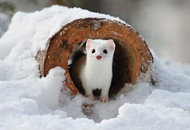 商品名森の妖精 オコジョ ピース数300 ピースサイズ通常ピースサイズ サイズ26×38cm 品 番APP-300-398 メーカーアップルワン 商品説明まんまるおめめに溢れる好奇心！ 森の妖精 オコジョが新登場！ 警戒心が強いけれど、好奇...