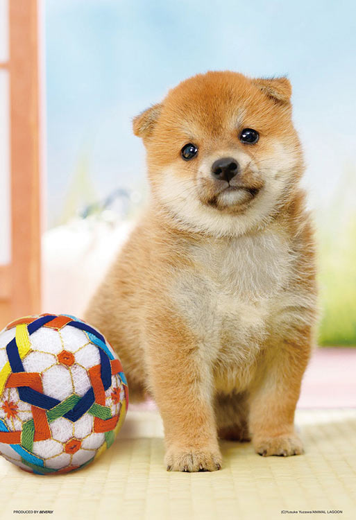 商品名まんまる柴犬 ピース数300 ピースサイズ通常ピースサイズ サイズ26×38cm 品 番BEV-300-191 メーカービバリー 商品説明Animal　ジグソーパズル SNSで大人気の動物たち (C)Yusuke Yuzawa / A...