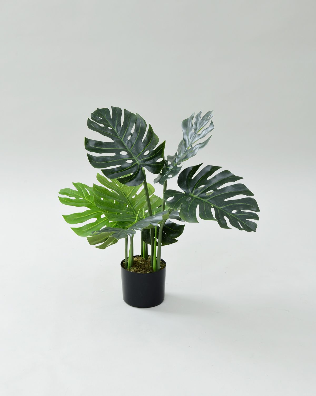 【返品種別B】□「返品種別」について詳しくはこちら□◆モンステラの中でも代表的な品種のデシリオーサのフェイクグリーン。◆高さ65cmでやや小ぶりですが、ビジュアルにインパクトがあるので、室内のシンボルツリーになります。◆デシリオーサは切れ込...