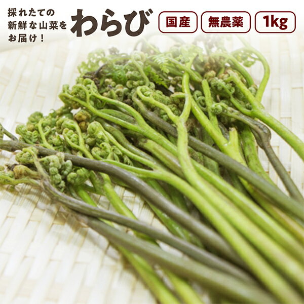 秋田県阿仁合で育った天然の【わらび】 秋田県の山間で取れた、天然のわらびです。 美しい水と肥えた土壌で育った自慢のわらびをぜひお召し上がりください！ 2026年分の出荷商品を受付開始いたしました！ ※クール便でお届けいたします。 【ご注文前...