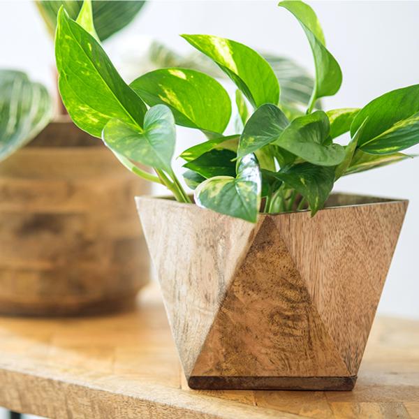 &nbsp;メーカー&nbsp;ポッシュリビング(Posh Living)&nbsp;商品カテゴリ&nbsp;鉢・プランター用品＞ボックス&nbsp;発送目安&nbsp;1週間以内に発送予定&nbsp;お支払方法&nbsp;銀行振込・クレジ...