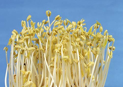 &nbsp;メーカー&nbsp;ARTEC&nbsp;商品カテゴリ&nbsp;鉢・プランター用品＞新着&nbsp;発送目安&nbsp;1週間以内に発送予定&nbsp;お支払方法&nbsp;銀行振込・クレジットカード&nbsp;送料&nbsp...