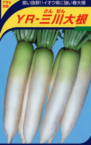 ・晩抽性で曲がり少なく揃いが特によい青首総太り大根です。イオウ病・ウイルス病に強く、高温期生理障害にも安定しています ・青首は淡緑でひげ根が細く肌のツヤが良いです。根長35cm〜38cm、根径7〜8cm、根重1.2kg程度となり尻詰りがよい...
