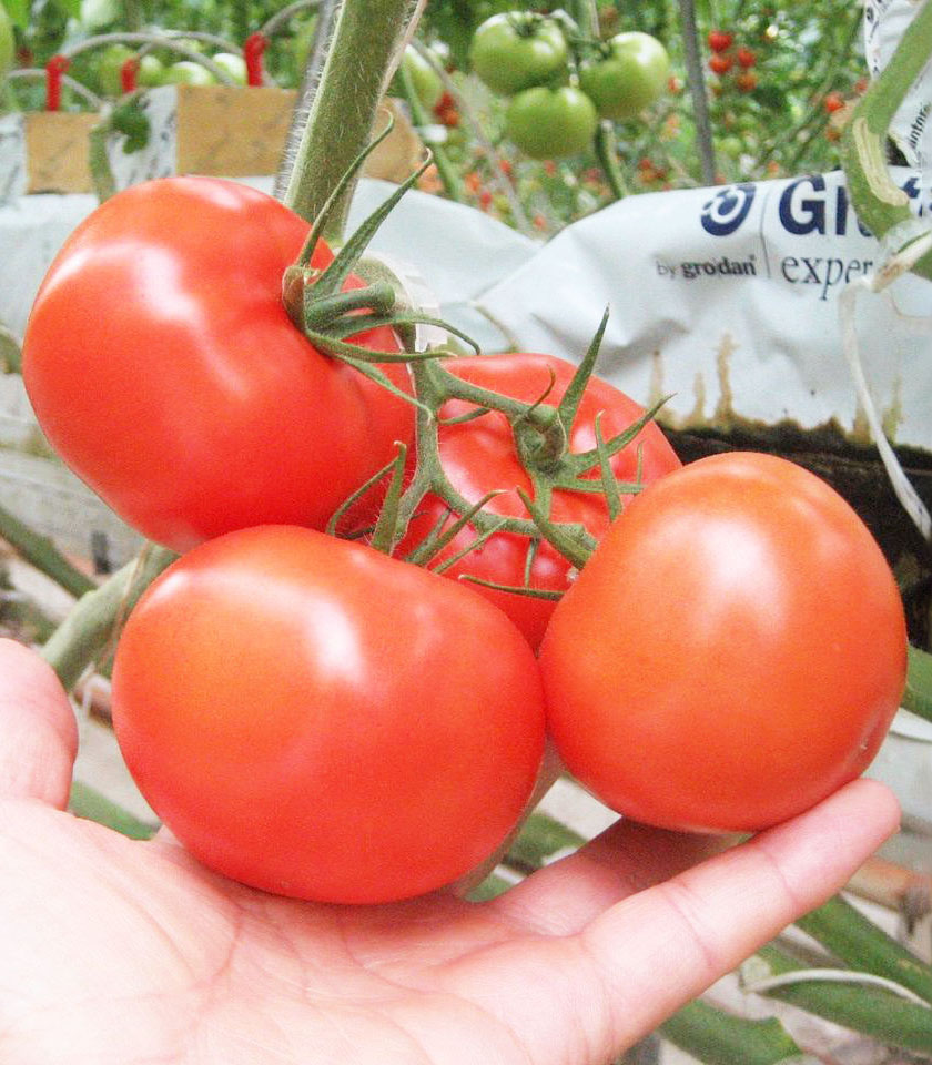 ・140〜160gの小ぶりな赤系トマト。 ・コンビニのサンドイッチなどに適したサイズ。 ・赤系トマトのなかでは食味がよく、果肉の中まで赤色が美しい。 ・環境制御のできる温室で育てると品質が安定し、多収となる。 メーカー在庫となります為、流動...