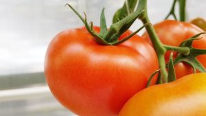 ・黄化葉巻病抵抗性。 ・果実180〜200gで、カナバロ、シルビアーナよりも大きめ。 ・高温期にも低温期にも安定した果実肥大。 ・草勢の変化が穏やかでつくりやすい。 ・肉質も皮も適度に硬く、業務用のフードスライサーで加工しやすい。 メーカー...