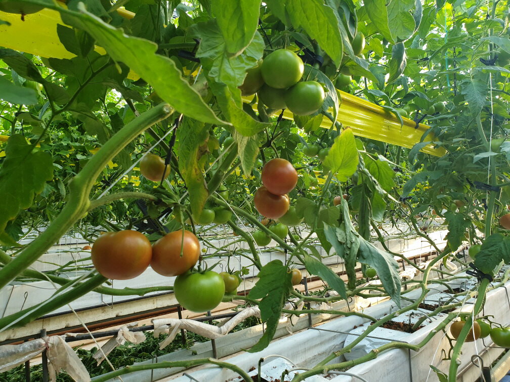 ・黄化葉巻病抵抗性。 ・節間は短めで、着果性に優れる。 ・果実はシーズンを通して安定し、棚もちに極めて優れる。 ・夏秋産地では灰色カビ病に強いとの評価。 メーカー在庫となります為、流動的となります メーカー確認後、すぐにご用意できない等の場...