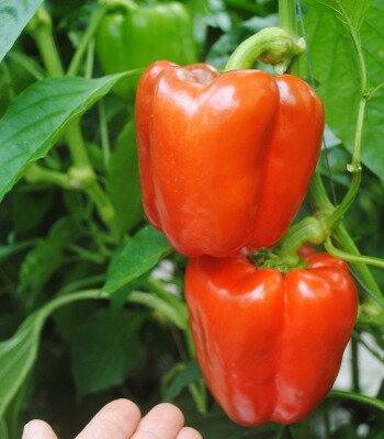 ・果実はLサイズ。 ・夏越し作型にお奨めで、8、9月にも大きめの果実を保ち、果形が乱れない。 ・生殖ぎみで着果しやすく、色上がりが早いため、 早い生産の回転で多収となる。 ・草丈は低め。 ・果肉は厚く日持ちが良い。 ・スティップ症（カルシウ...