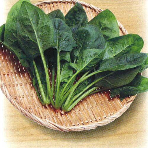 ・春〜初夏まきに適した晩抽性品種です。 ・べと病(R1〜14)抵抗性で、萎凋病にも強く栽培容易です。 ・葉は極濃緑色で光沢があり、葉数が多く収量性が高いです。 ・草姿立性でよくしなり、葉折れも少なく作業性に優れます。 ・メーカー在庫となりま...