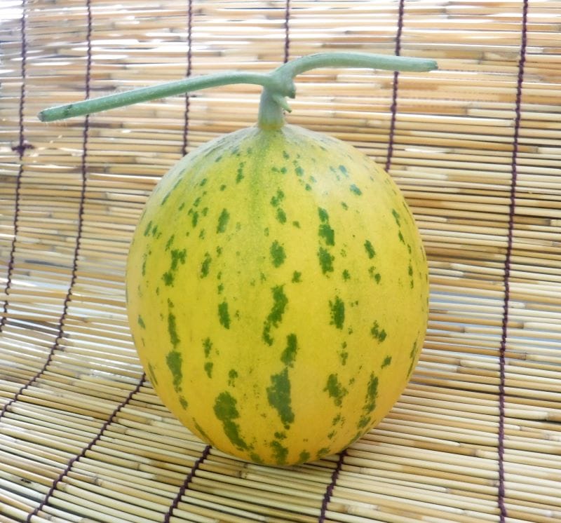 ・黄皮に緑色の斑点が入る珍しい外観のノーネットメロン ・栽培容易で雨除けなし放任栽培でも収穫できる ・登熟日数40日程度の極早生品種 ・果重は1.2-1.4kgで肥大性に優れる ・果肉は白肉で肉質は緻密、糖度は14〜17度 ・夏場でも10-...