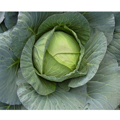 ・定植後90日で1.5kg、120日で2〜3kgに太る、高収量の寒玉系キャベツです。 ・草姿は半開張性で草勢はやや強く、低温肥大性に優れます。 ・球は鮮緑色の扁円形で玉揃い良く、締まり良く、球芯は小さく伸びも遅いです。 ・裂球が極めて遅く、...