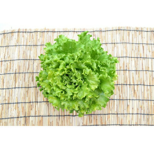 ・淡緑色で葉数多くボリュームのあるバタビアレタスです。 ・耐暑性・耐寒性が強く、極晩抽性でほぼ周年栽培が可能です。 ・半立性で樹勢が強く、定植後約50日で収穫期に達します。 ・結球レタスより肉厚でシャキシャキとした食感があり、エグ味なく食味...