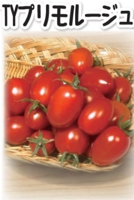 メーカー在庫となります為、流動的となります メーカー確認後、すぐにご用意できない等の場合もございます。その際は予約対応となり別途御連絡させていただきます。申し訳ございませんが、ご了承の程よろしくお願いいたします。こちらは野菜のタネです