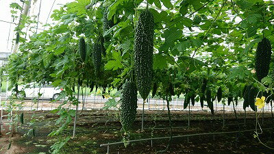 1.従来品種より、イボが小さく、イボ落ちがすくなく扱いやすい。しかも果肉が厚く鮮度劣化の少ない品種に仕上げました。 2.主枝節成り性は60〜70％、子枝、孫枝とも連続性が高くなり、多収性でA品率も高い品種です。 3.果実は25〜30cm程度...