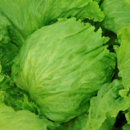 ・カルマータイプの中早生品種。 ・草勢は強めで、低温下での球肥大性に優れる。 ・球しまりは早すぎず、在圃性に優れます。 ・凍霜害、変形球の発生が少なく、べと病、斑点細菌病に耐病性を持ちます。 ・メーカー在庫となります為、流動的となります メ...