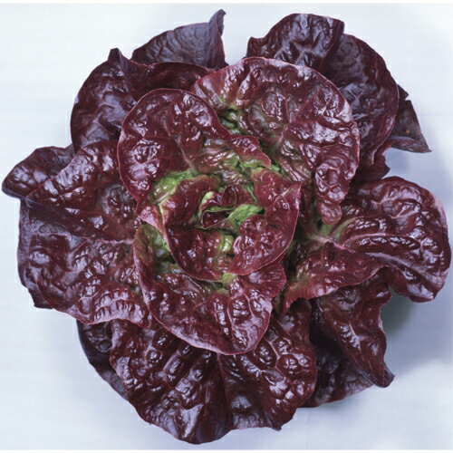 こちらは野菜のタネです