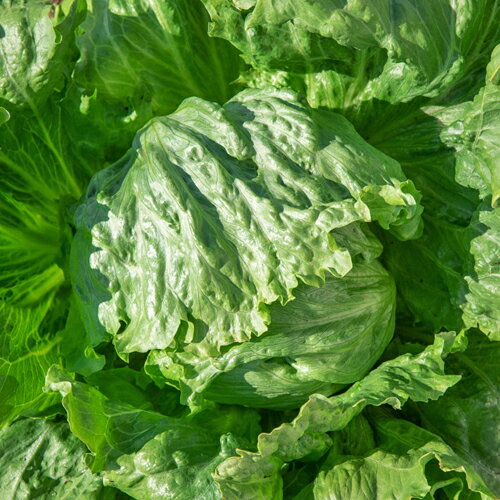 ・サリナスタイプの中生品種です。 ・草勢は強く、葉は肉厚強健です。 ・低温で生育停滞しにくく、肥大性に優れます。 ・玉は豊円形となり、球尻形状の安定性に優れます。 ・玉の形成は比較的早いですが、結球スピードは早すぎず収穫期間が長い品種です。...