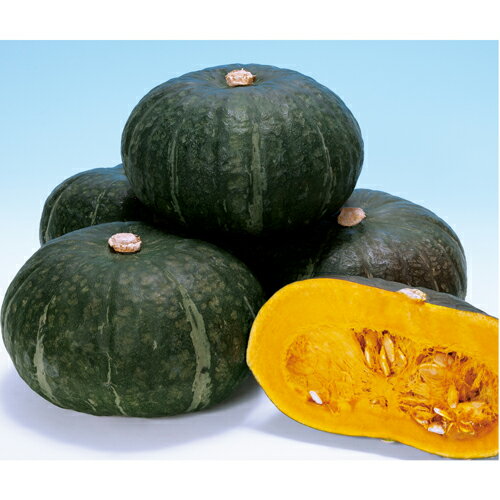 ・肥大性に優れる多収性の大玉カボチャ。 ・環境の変化の影響を受けにくく、安定した収量性がある。 ・草勢はやや強め、初期は節間が短く生育する。 ・交配後50日前後で収穫となる（積算温度約1000℃） ・果実は5玉中心でやや大きく、よく揃う。 ...