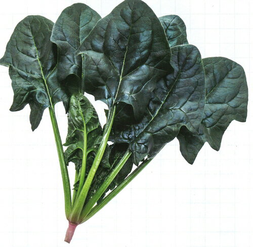 ・草姿は立性で軸に柔軟性があり、収穫時の軸折れが少なく作業性が良い。 ・葉型は丸葉よりの中間葉。葉色は極濃緑色で光沢があり高品質な収穫物に仕上がる。 ・温害に強く水田裏作や秋雨時期の栽培に適する。 ・最適播種期(中間地)：12月下旬〜2月下...