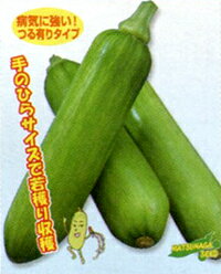 ●蔓性のズッキーニタイプのカボチャです。 ●ウイルス病に強く、根が強いので長く収穫を楽しめます。 ●調理する時は皮ごと使用します。くせがなく淡白な食味なので味噌汁の具から天ぷら、油炒めとどんな料理にも合います。