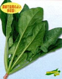 ・葉折れしにくいR1〜R7抵抗性品種 ●草姿立性で葉数型です。 ●葉折れしにくい特性があり、出荷作業がしやすい。 ●葉は濃緑色で欠刻の入る中剣葉種です。 ●べと病（R1〜7）に抵抗性があります。 メーカー在庫となります為、流動的となります ...
