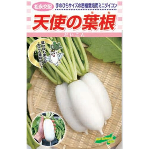 ・葉が立性の板葉で、隣の株と絡みにくいため、密植栽培（株間10cm）が可能。 ・適期なら播種後40日程度で、手のひらサイズのコロッとかわいらしいミニダイコンが収穫できる。 ・肉質はち密で歯切れが良く、ス入りも遅い為、ミニから少し大きくした短...