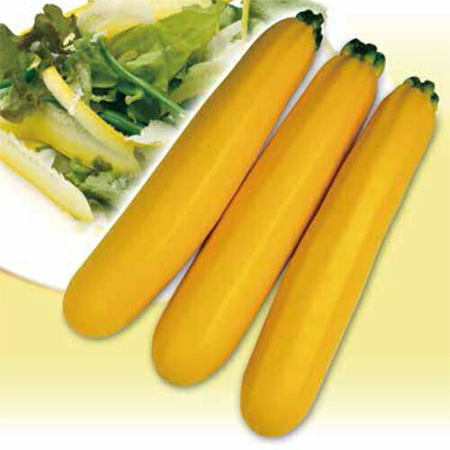 ・ズッキーニ黄斑モザイクウイルス（ZYMV）、カボチャモザイクウイルス（WMV）、ウドンコ病に強く作り易い品種。 ・草姿は立性で、草勢は中位、生育初期から雌花が安定して着生するので連続して収穫できます。 ・果実は20cm前後の円筒形でつやの...