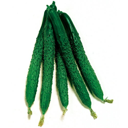 ・夏節成×改良四葉の一代交配種、耐暑性強く、草勢の強い着果性抜群の極早生四葉胡瓜で、播種後40日内外で収穫が始まる。 ・果は濃緑中長果で近成四葉に比較してやや長く、シワとイボはやや少ない、肉質は緊って歯切れよく生食、加工用とも最適。 メーカ...