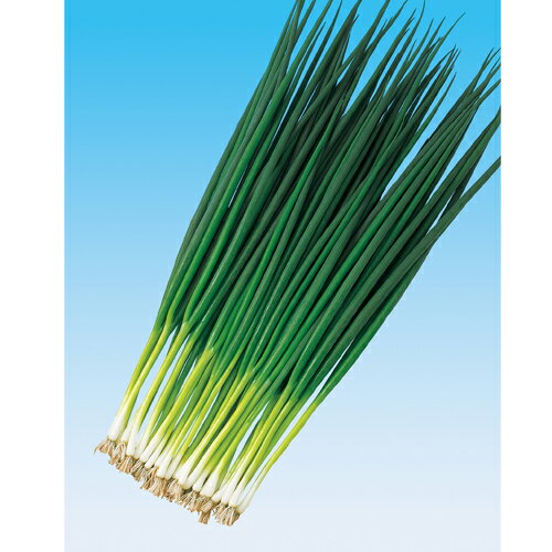 ・「F1やまひこ」は山口県農林総合技術センターが育成した葉色の濃い耐暑性品種「YSG1号」と、弊社が育成した耐暑・収量性に優れる葉ネギの系統（ST-9）を交配して共同開発された、暑さに強い極濃緑葉ネギ。 一般的に葉ネギはハウスで周年栽培する...