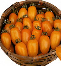 赤色トマトの食味を越えた黄金色