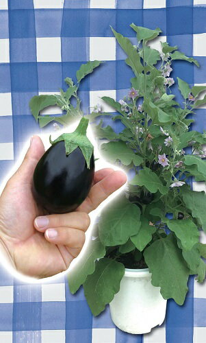 驚きの矮性・短節間ナス