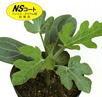 強勢の耐病性台木