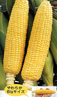 ・糖度20度前後を安定して狙え、食味が極めて良い。 ・皮付総重500g異常を狙えるジャンボサイズ。 ・粒皮は鮮やかな黄色で柔らかく、かつ、しなびにくい。 ・粒列は18列前後。先端不稔は非常に少ない。 ・一般地のマルチ栽培で播種後88日前後で...