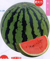 いつものワンサイズアップの玉張り良い大玉種