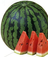 作り易く、味の良い大玉種