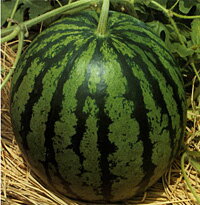 着果抜群、見事な果形