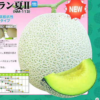 ヒルネットが少ない、うどんこ病抵抗性お盆向け販売にぴったり。