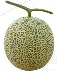 高ネットで作りやすい夏系アールス
