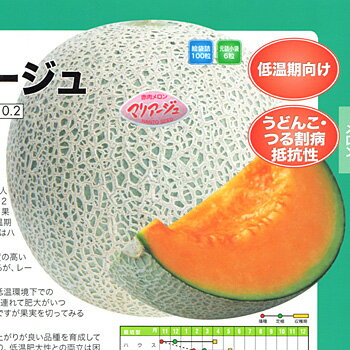 低温期でも、肥大性・赤肉発色・糖度バッチリ