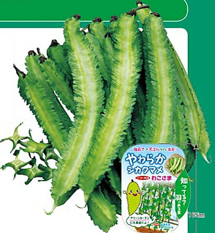 花も綺麗でグリーンカーテンにも最適