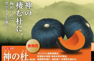 ・極めて粉質度の高いプレミアム品種 ・交配後45日〜50日で収穫となる中晩生タイプ ・耐腐敗に優れ、果皮の退色が遅く、貯蔵性が非常に高い ・草勢は中程度、特濃こふきが低節位の節間が短くなるのに対し、神の杜は低節位からツルが伸びるタイプ ・草...