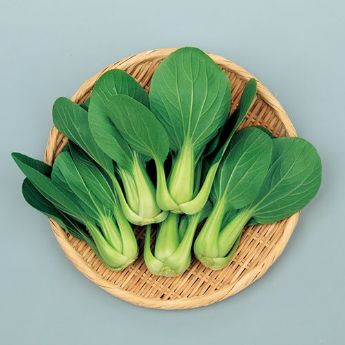 耐暑性に優れ、白さび病に耐病性のチンゲンサイ