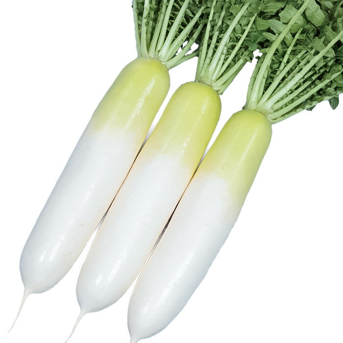 草姿は中葉・立性で収穫しやすい。葉色は緑色。 根形はよくまとまり、曲がりが少なく、そろいが極めてよい。 首色は鮮緑色で肌目は毛穴が浅くとても美しい。 横縞症やシミ症などの肌の病害に強い。 晩抽性があり、3月上中旬までは抽だいの心配は少ない。...