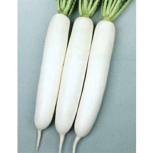 草姿は中葉でやや立性。 萎黄病耐病性がある。 根形はきれいな円筒形で、そろいがよい。 首色が淡く、首内部が青肉になりにくい。 収穫作業時のひび割れが発生しにくい。 す入りが遅く、肉質は緻密でしっかりしており、青果はもちろん加工にも適する。