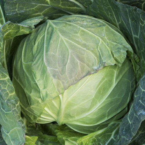 こちらは野菜のタネです